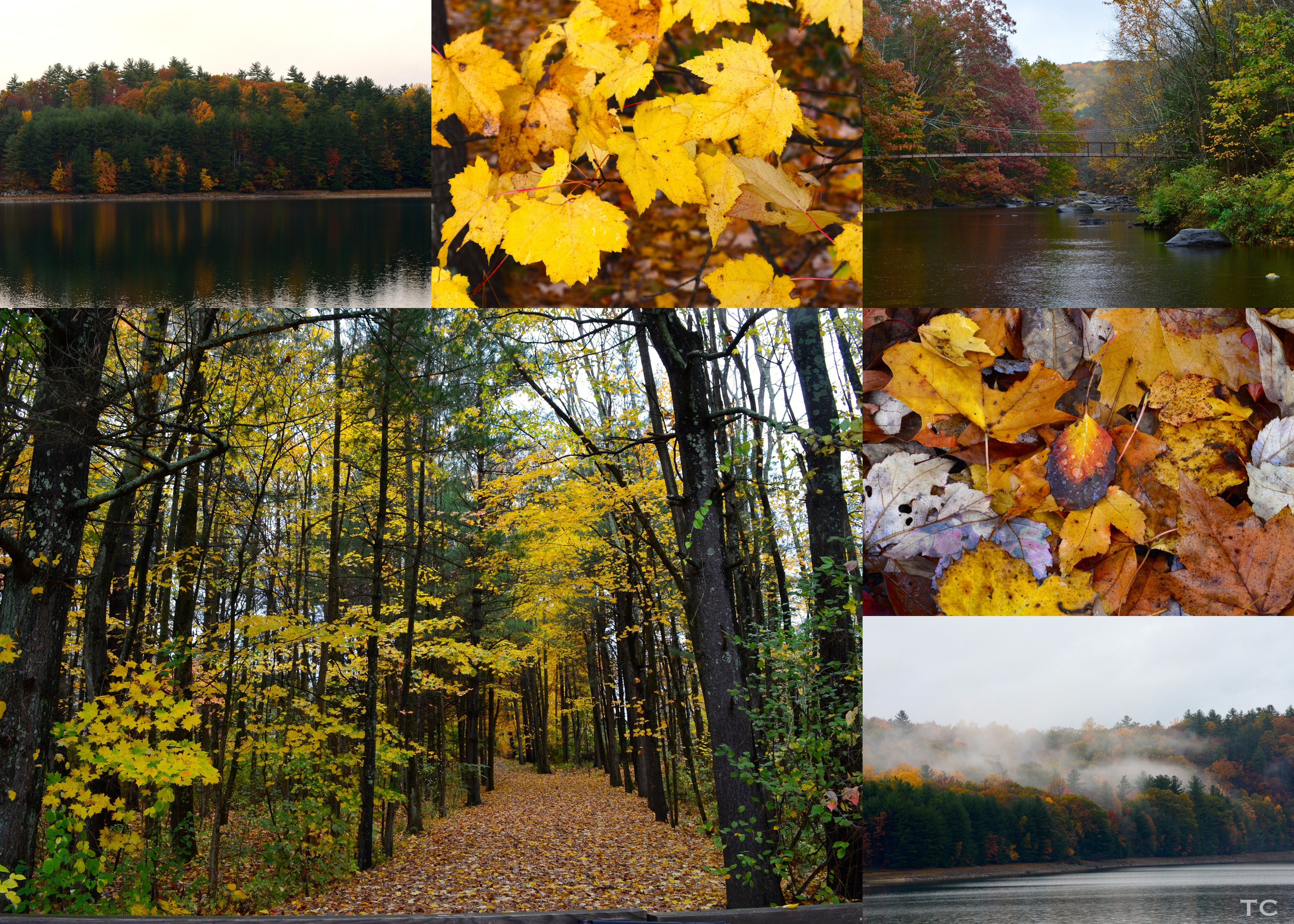 Fall Foliage in Connecticut | Living Taylored