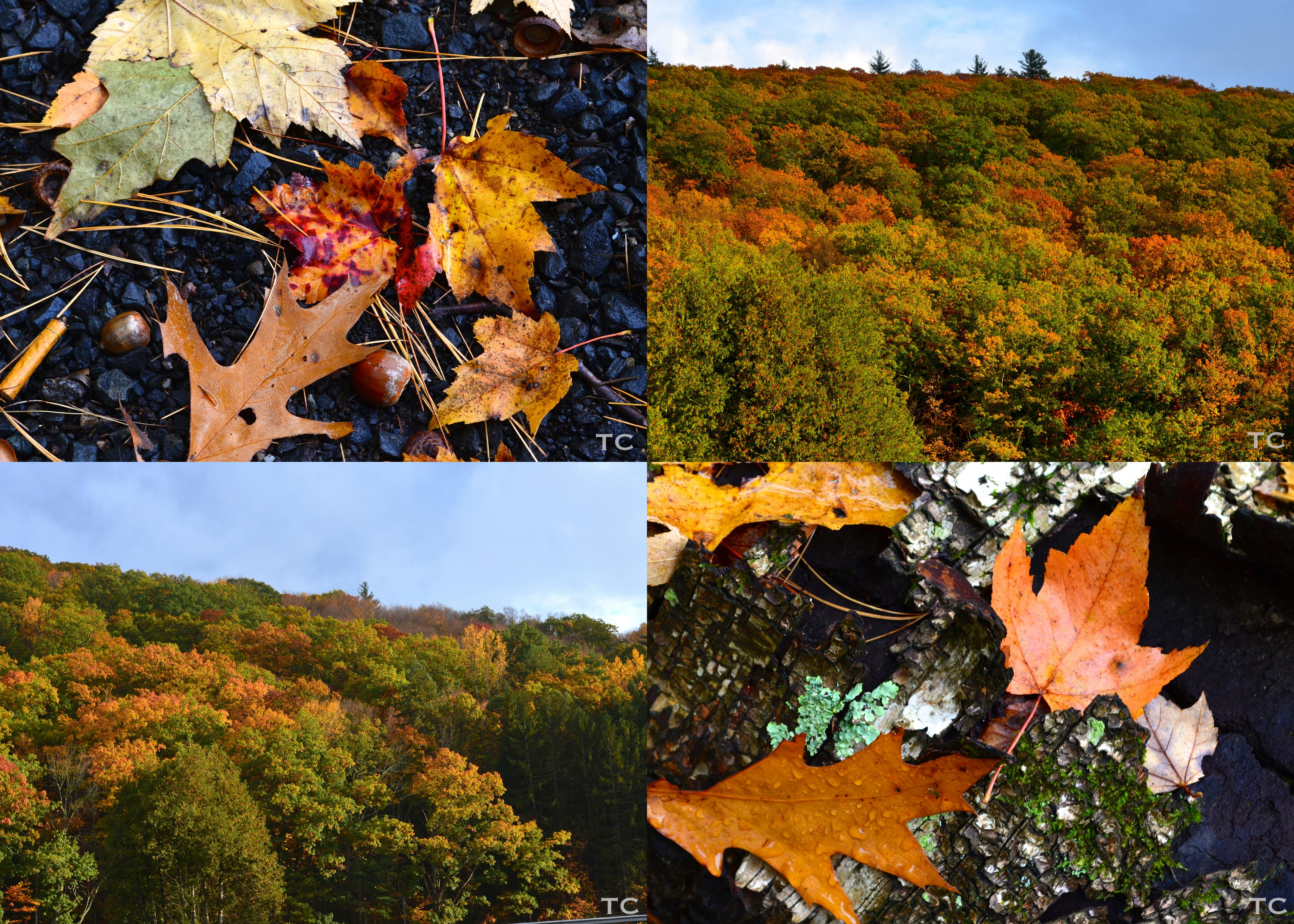 Fall Foliage in Connecticut | Living Taylored